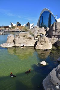 Visiter le superbe aquarium de Valencia - Mélanie Escach